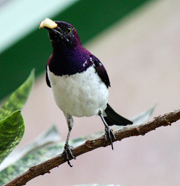 Violet-backed Starling,Plum-coloured Starling or Amethyst Starling ...