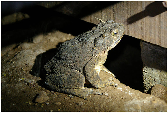 Asian Giant Toad/ River Toad | Project Noah