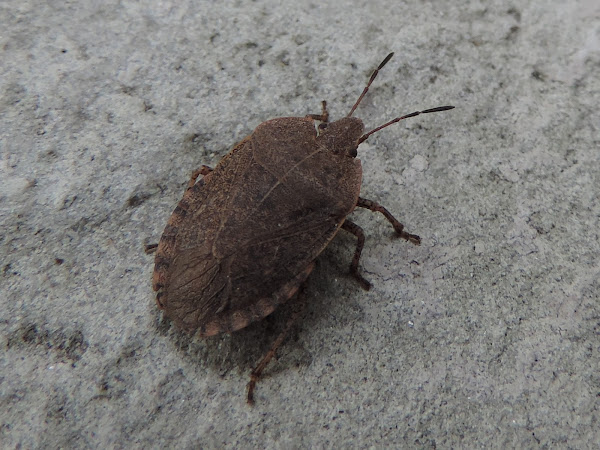 Elf Shoe Stink Bug | Project Noah