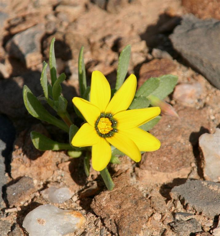 OneStonedCrow: The Desert In Flower - Part 2