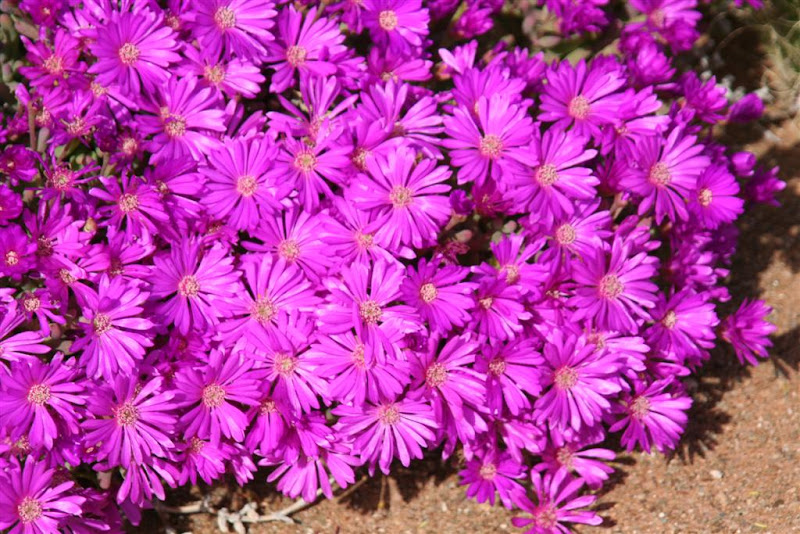 OneStonedCrow: The Desert In Flower - Part 1