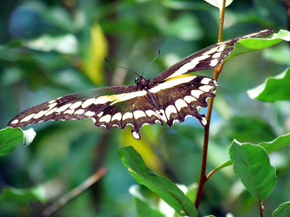 Eastern Giant Swallowtail | Project Noah