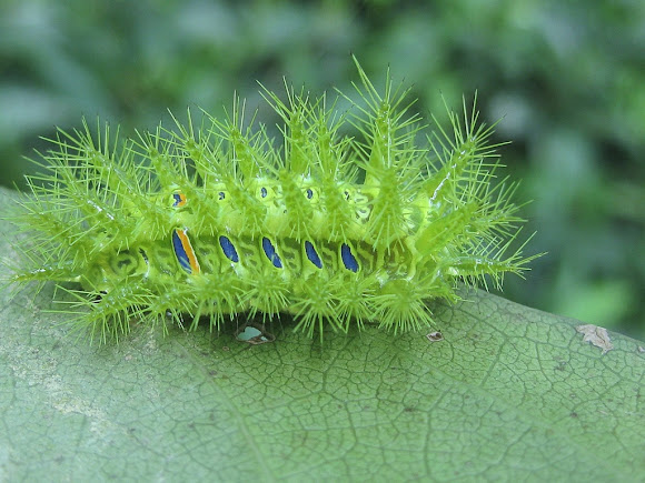 Family Limacodidae | Project Noah