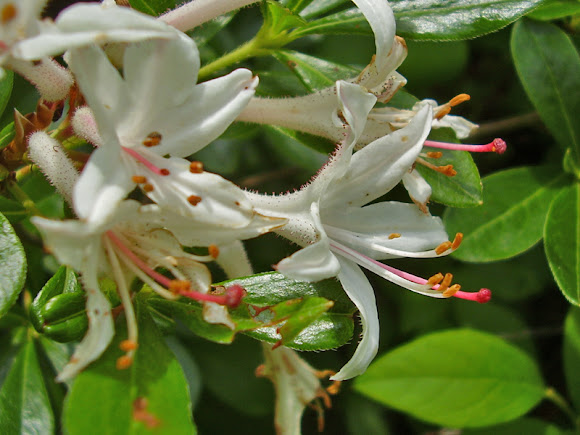 Swamp azalea | Project Noah