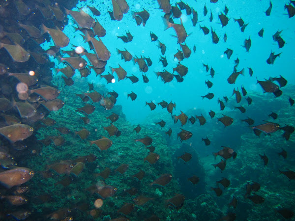 Dusky sweepers | Project Noah