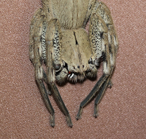 Rain Spider | Project Noah