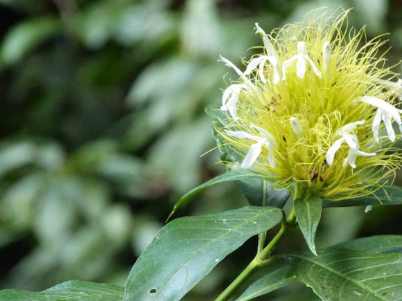 White-Flowered Golden Plume | Project Noah