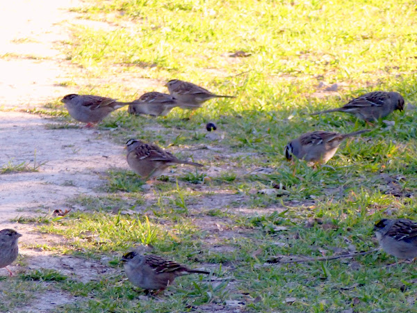 Sparrow | Project Noah