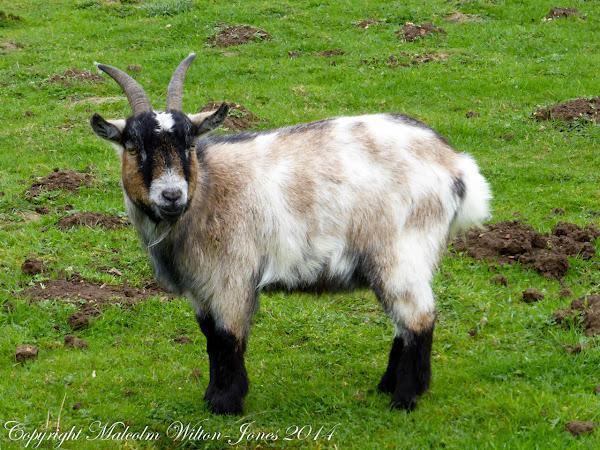 Pygmy Goat | Project Noah