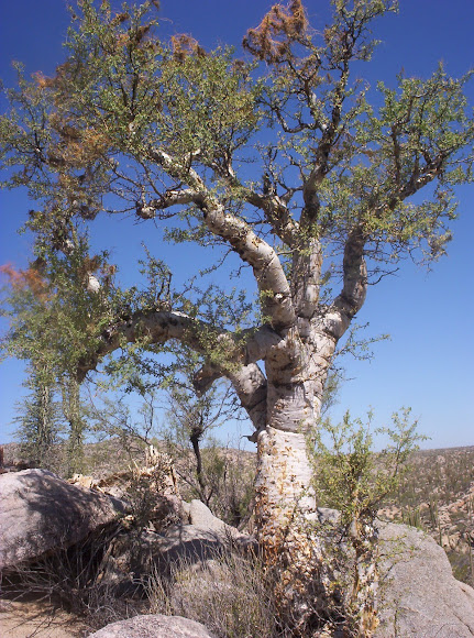 Baja elephant tree, or torote blanco | Project Noah