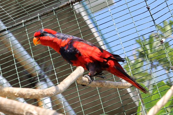 Eos histrio | Project Noah