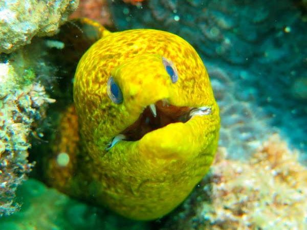 Undulated Moray eel | Project Noah