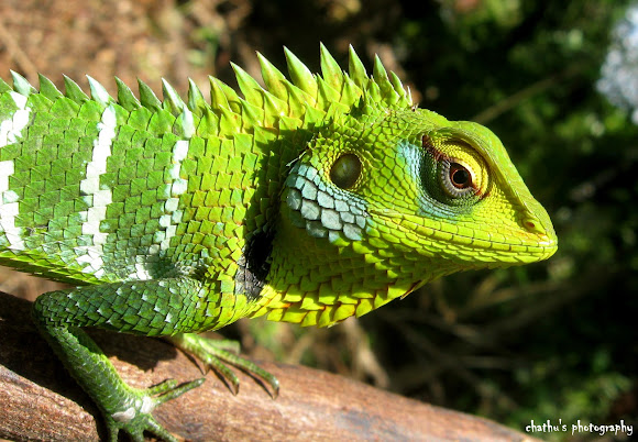 common green forest lizard | Project Noah