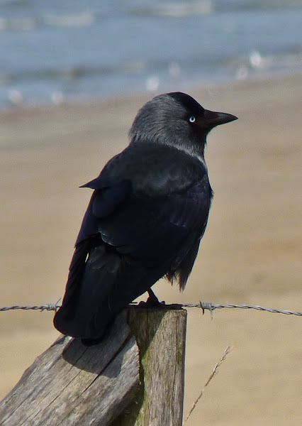 Jackdaw | Project Noah