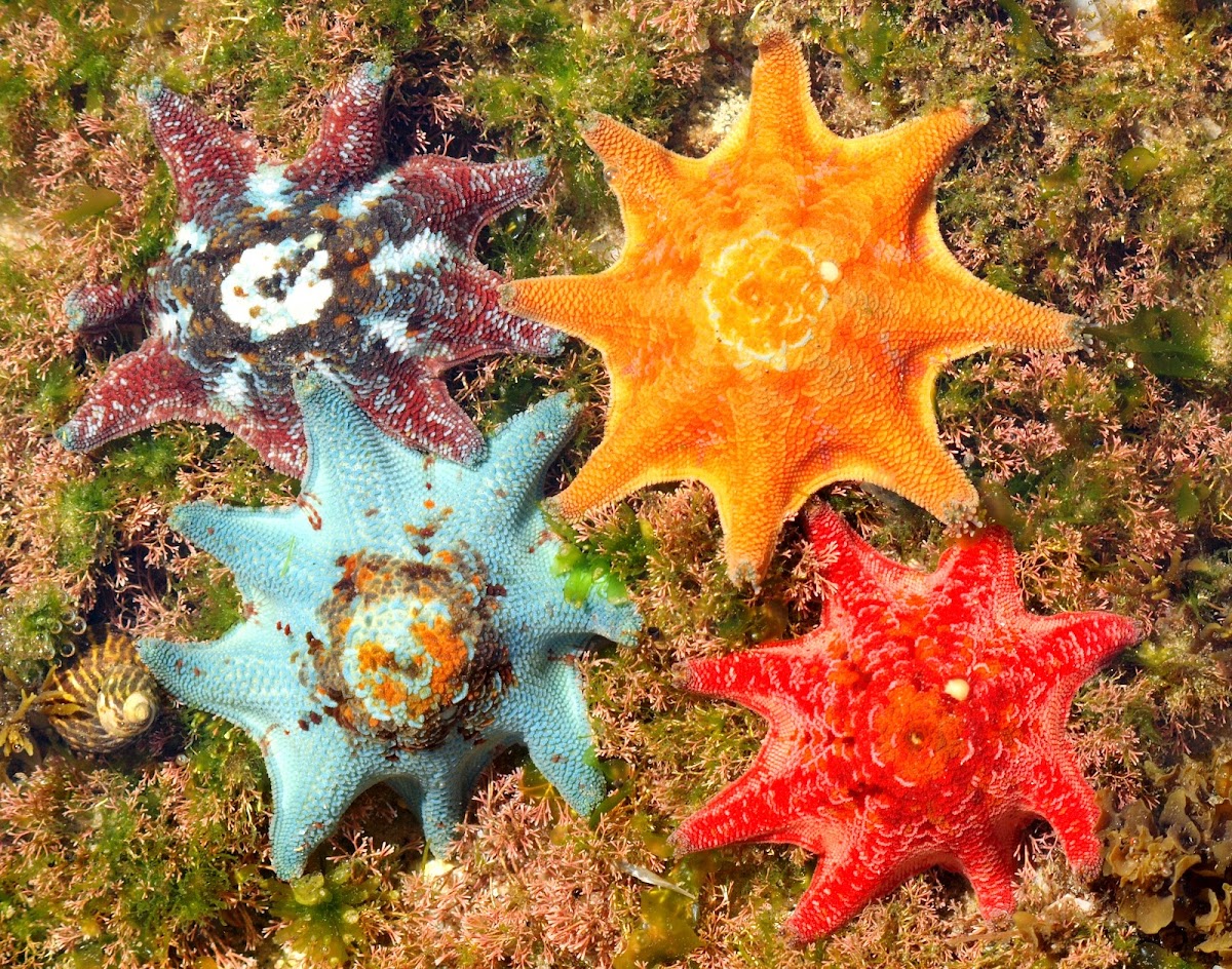 Cushion Sea Star | Project Noah