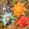 Cushion Sea Star | Project Noah