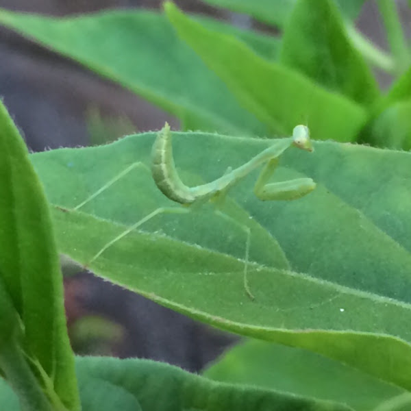 preying mantis | Project Noah