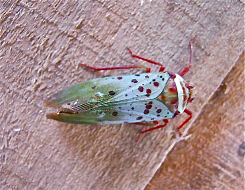 Fulgorid Planthopper | Project Noah