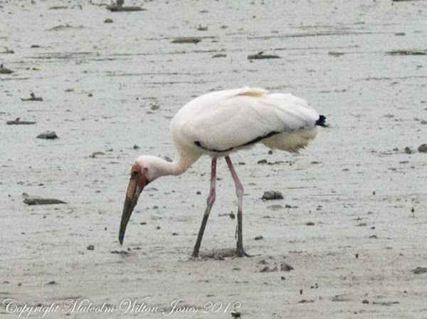 Milky Stork | Project Noah