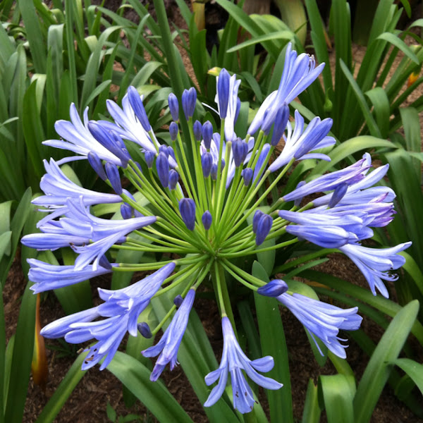 African Lily | Project Noah