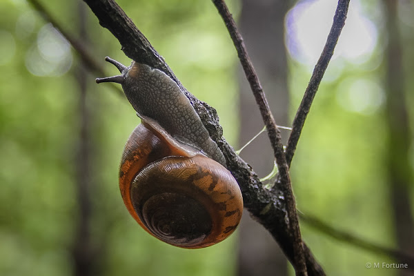 Queen Crater Snail | Project Noah