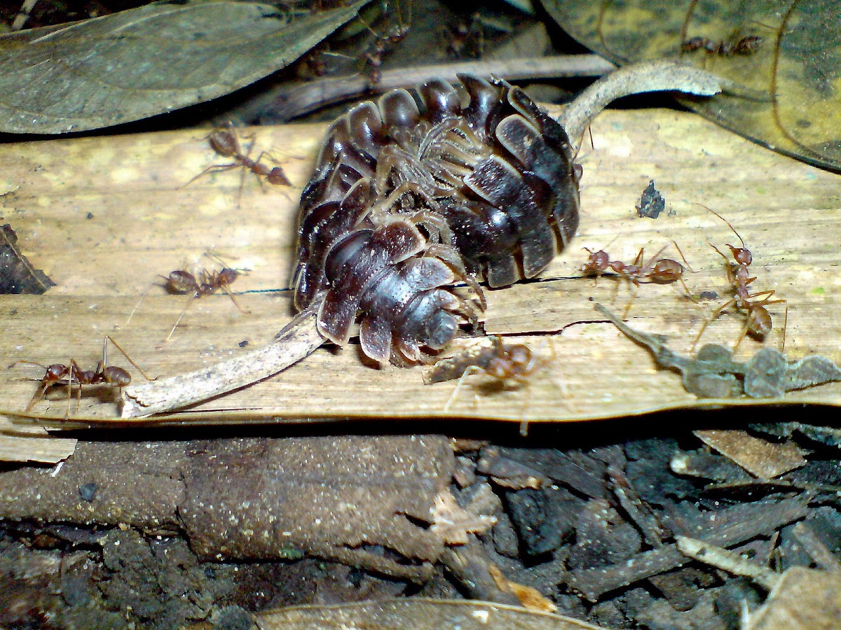 Tractor Millipede | Project Noah