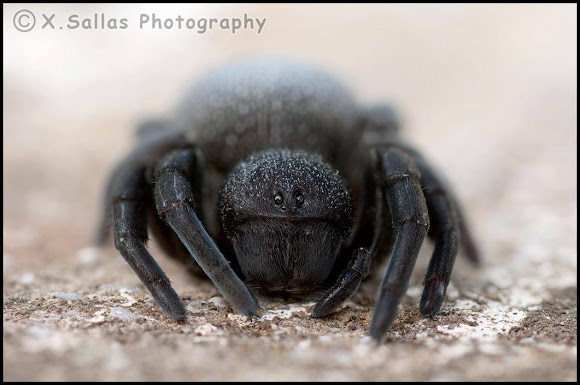 Ladybird Spider | Project Noah