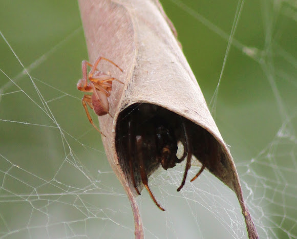 Leaf Curling Spider | Project Noah