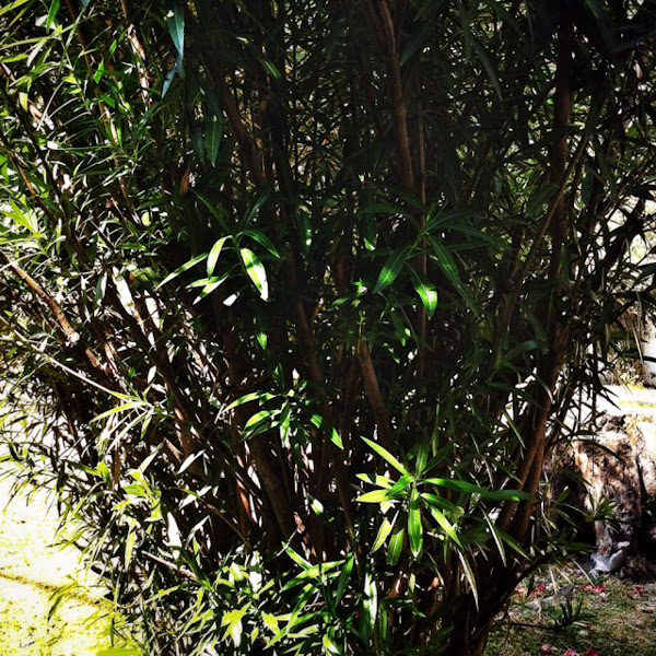 Rosa laurel | Project Noah