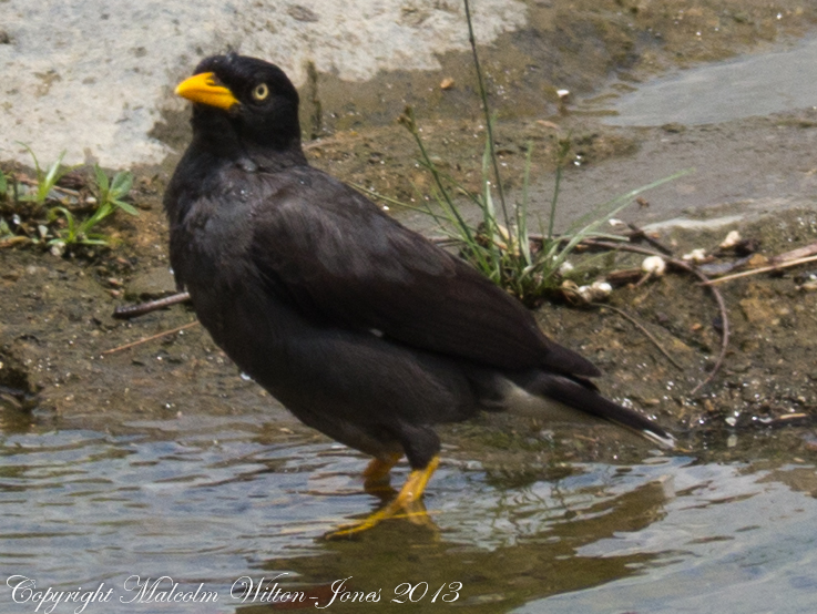 Javan Myna | Project Noah