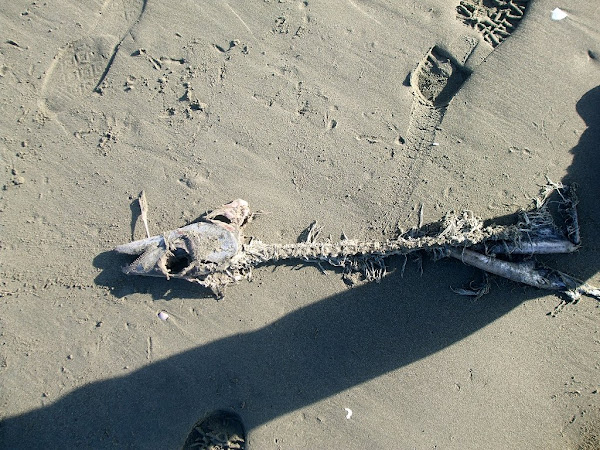 Frostfish | Project Noah