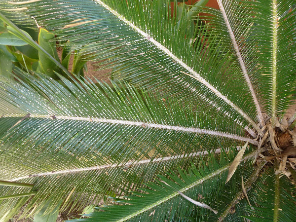 Asian Cycad Scale | Project Noah