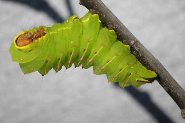 Polyphemus Moth caterpillar | Project Noah
