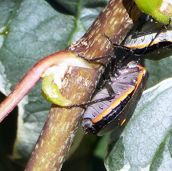 Conchuela Bug | Project Noah