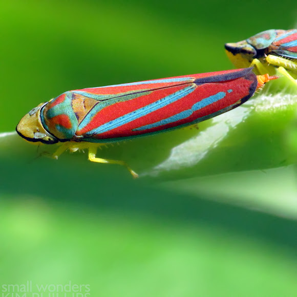 Red-banded Leafhopper | Project Noah