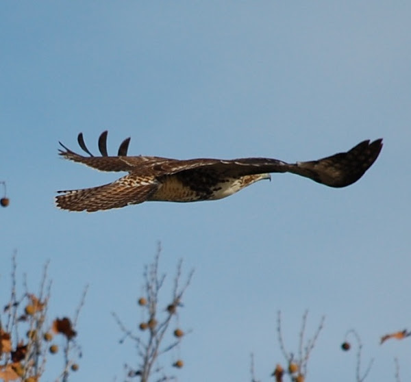 Red-tailed Hawk | Project Noah
