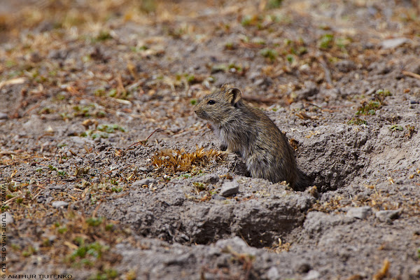 Blick's Grass Rat | Project Noah
