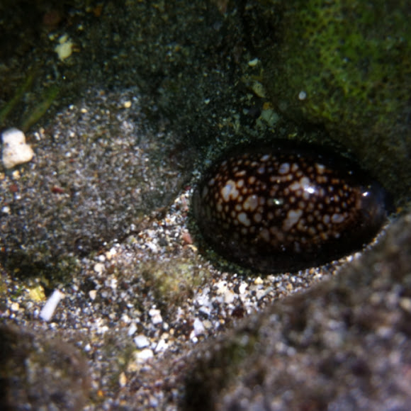 Hawaiian Snakehead Cowry | Project Noah