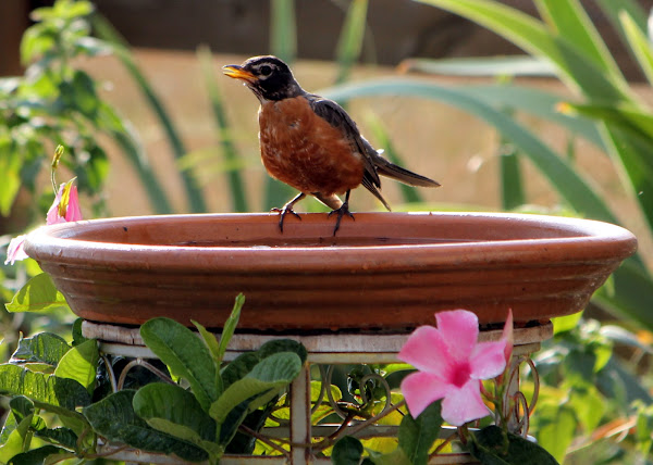 American Robin | Project Noah
