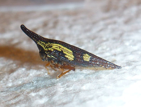 Treehopper | Project Noah