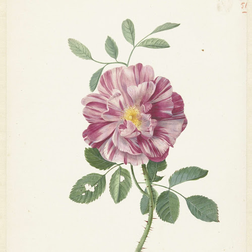 Gallic Rose (Rosa gallica L. ‘Versicolor’), Pieter Withoos, c. 1686 - c ...