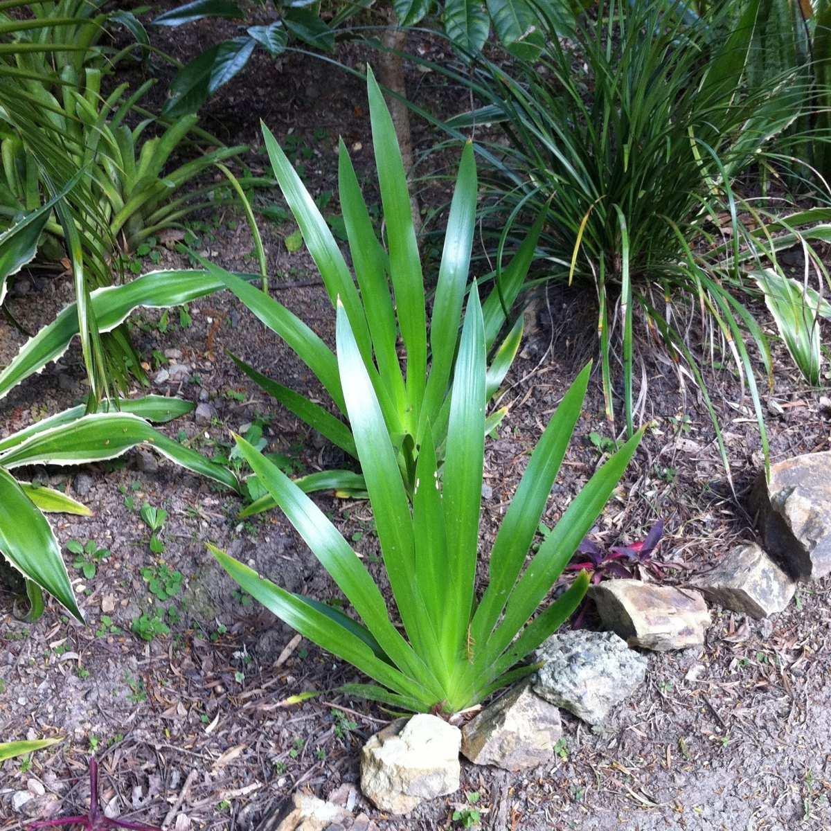 Brazilian walking iris | Project Noah