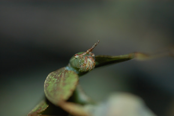 Gray's Leaf Insect | Project Noah