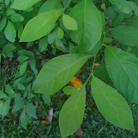 Spicebush | Project Noah