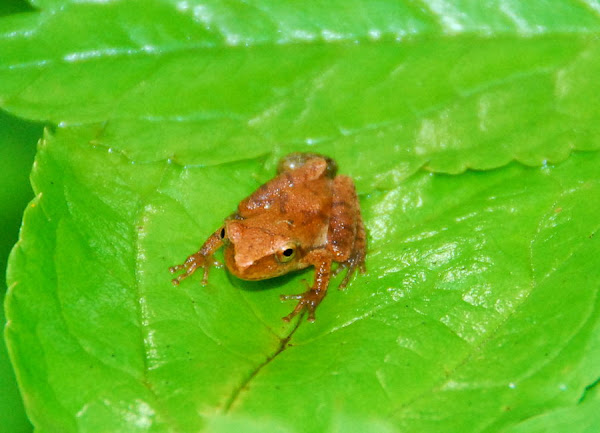 Northern Spring Peeper | Project Noah