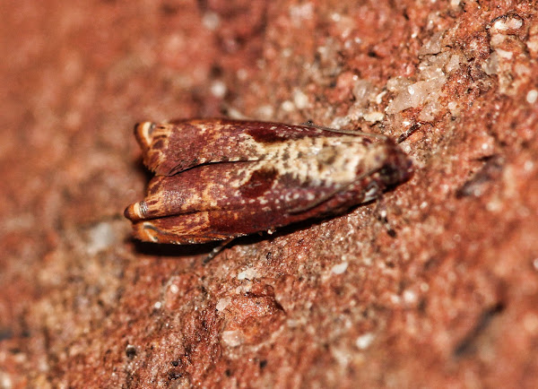 Maple Tip Borer Moth | Project Noah