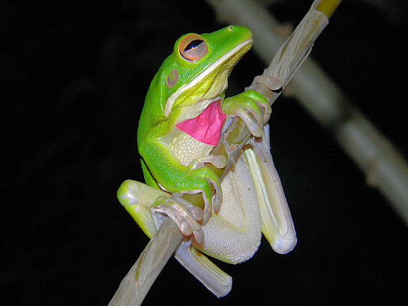 white-lipped tree frog | Project Noah