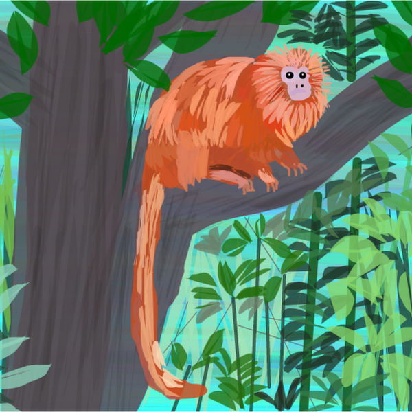Golden Tamarin » drawings » SketchPort