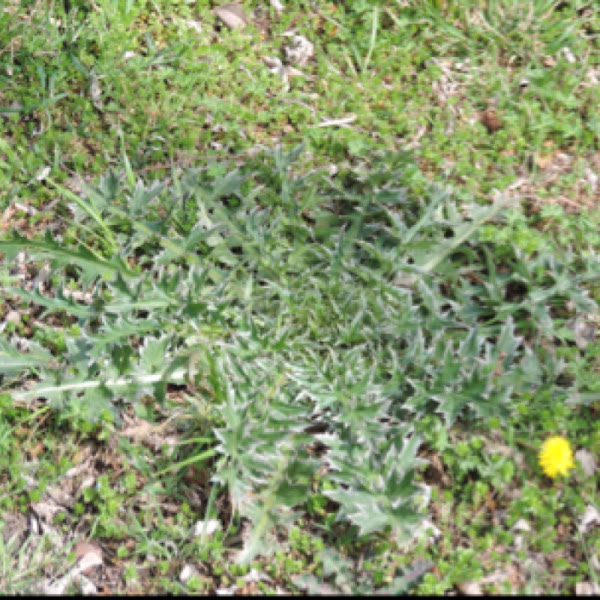 Musk Thistle rosette | Project Noah