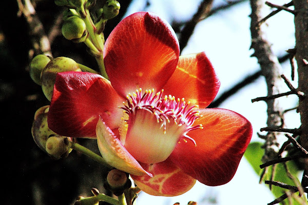 CANON BALL FLOWER AND FRUIT | Project Noah